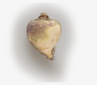 Ministry Of Icelandic Vegetables PNG Image | Transparent PNG Free ...