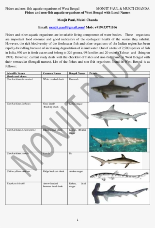 Pdf - Great White Shark PNG Image | Transparent PNG Free Download on ...