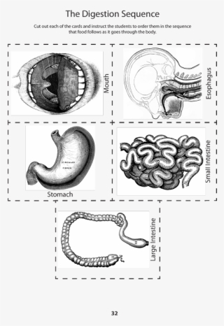 Cut Outs Of Digestive System Parts PNG Image | Transparent PNG Free ...