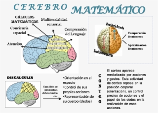 Matemáticas En El Cerebro - Cerebro Y Sus Partes PNG Image ...