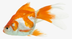 King Goldfish PNG Image | Transparent PNG Free Download on SeekPNG