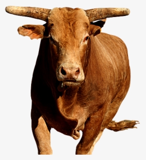 Bull Png - Pbr Bulls Png PNG Image | Transparent PNG Free Download on ...