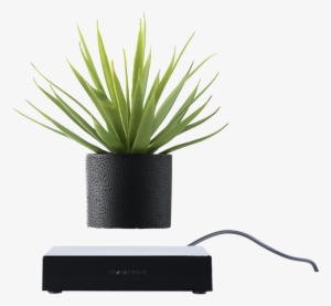 Wired Base Black - Levitating Plant Png PNG Image | Transparent PNG ...