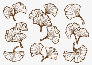 Hand Drawn Ginkgo Leaf - 3 Ginkgo Leaves Drawing PNG Image ...
