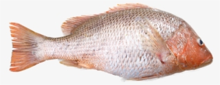 Red Snapper PNG Image | Transparent PNG Free Download on SeekPNG
