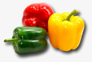 Tri Colour Capsicum - Red Yellow Green Capsicum PNG Image | Transparent ...