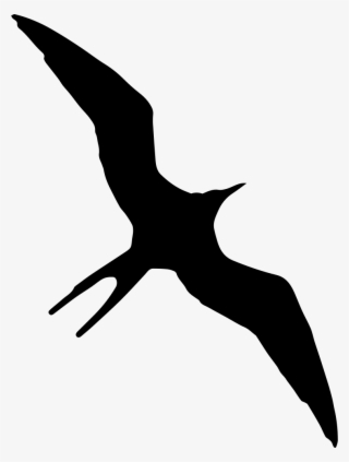 Png File Svg - Frigate Bird Clip Art PNG Image | Transparent PNG Free ...