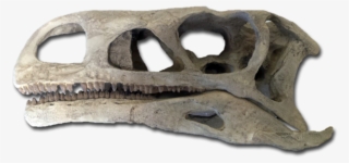 Cast Of Skull And Jaw Of Aetosaur Prosauropod Dinosaur - Skull PNG ...