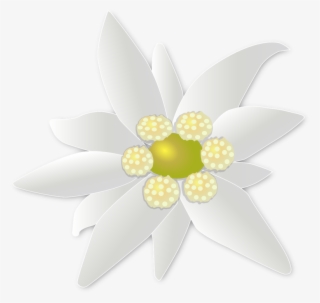 Edelweiss Png, Download Png Image With Transparent - Artificial Flower ...