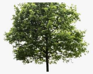 Download Tree Line Backgrounds | Transparent PNG Download | SeekPNG