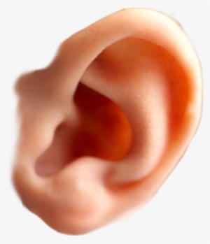 Ear Png - Human Ear Transparent Background PNG Image | Transparent PNG ...