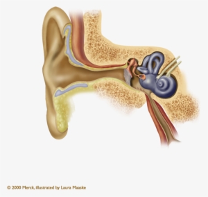 Images For Ear Anatomy Diagram Blank - Unlabelled Diagram Of The Ear ...