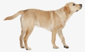 Labrador Png Transparent - Transparent Labrador PNG Image | Transparent ...