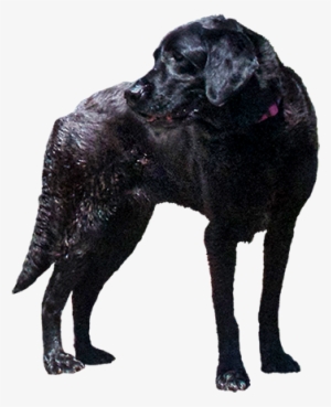 A Medium-sized Black Lab Dog, Just Taking A Break While - Labrador ...