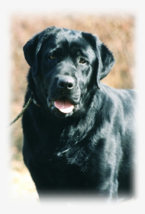 The Labrador Retriever Club Of Canada Inc - Canadian Labrador ...