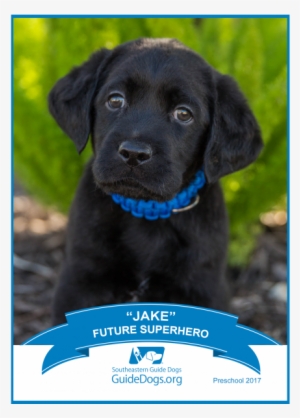 Southeastern Guide Dogs PNG Image | Transparent PNG Free Download on ...