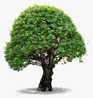 Árvore Transparente - 树 高清 Png PNG Image | Transparent PNG Free Download on SeekPNG