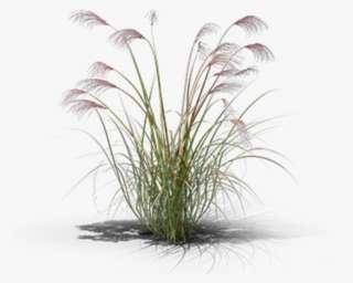 View In My Picture - Sweet Grass PNG Image | Transparent PNG Free ...