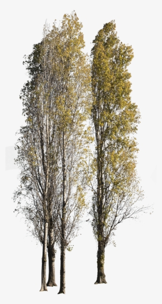 Populus Nigra Group Autumn PNG Image | Transparent PNG Free Download on ...