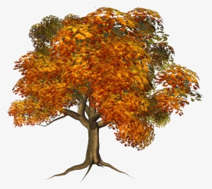 Fall Trees No Background PNG Image | Transparent PNG Free Download on ...