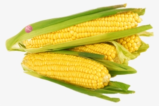 Corn Kernels PNG Image | Transparent PNG Free Download on SeekPNG