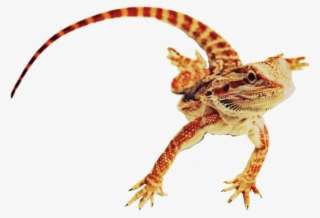 Beardeddragon Sticker - Desert Horned Lizard PNG Image | Transparent ...