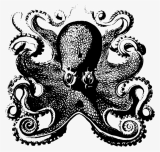 Medium Image - Octopus Front PNG Image | Transparent PNG Free Download ...