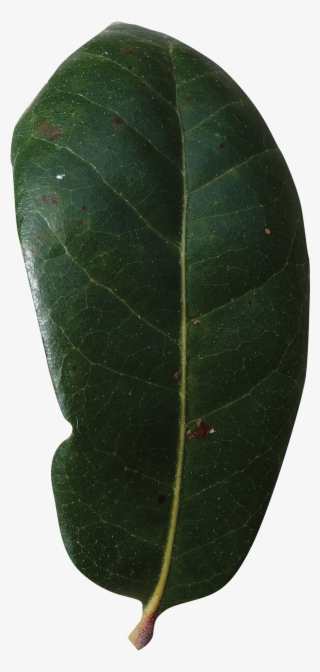 Simple - Live Oak Leaf Png PNG Image | Transparent PNG Free Download on ...