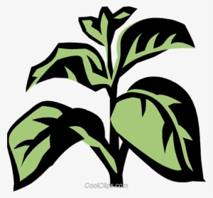 Basil Royalty Free Vector Clip Art Illustration - Cell PNG Image ...