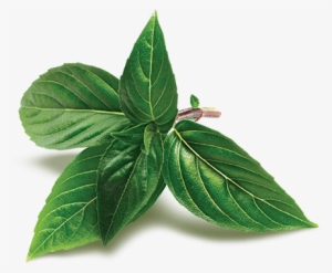 Holy Basil PNG Image | Transparent PNG Free Download on SeekPNG