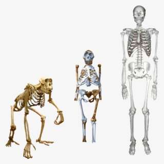 Website About The World's Most Famous Fossil, Lucy - Arm Leg Ratio ...