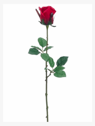 Transparent Rose With Buds Transparent Background - Beautiful Flowers ...