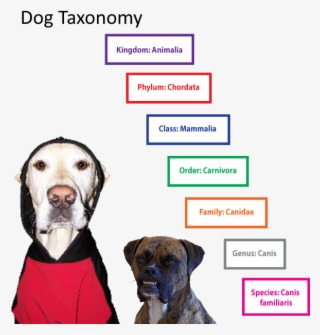 Dog Classification PNG Image | Transparent PNG Free Download on SeekPNG
