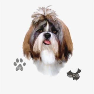 Shih Tzu PNG Image | Transparent PNG Free Download on SeekPNG