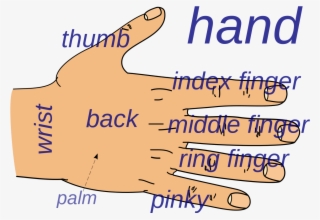 File - Hand Parts - En - Svg - Parts Of The Hands Names PNG Image ...