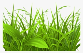 Clump Of Grass Png PNG Image | Transparent PNG Free Download on SeekPNG