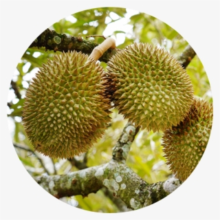 Gallery - Durian PNG Image | Transparent PNG Free Download on SeekPNG
