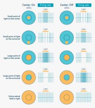 This Image Shows Differing Firing Rates Of Cells With - Circle PNG ...