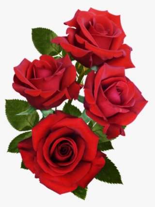 Transparent Rose With Buds Transparent Background - Beautiful Flowers ...