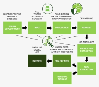Algae Biofuel Production Life Cycle Research Areas - Algal Biofuels PNG ...