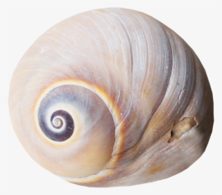 Фотки Just For Fun, Anchor, Nautical, Shells, Navy - Shell PNG Image ...