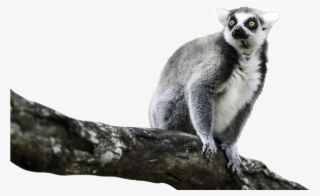 Lemur White Background PNG Image | Transparent PNG Free Download on SeekPNG