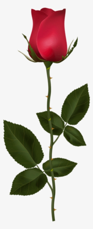 Free Png Download Red Rose With Stem Png Images Background - Rose With ...