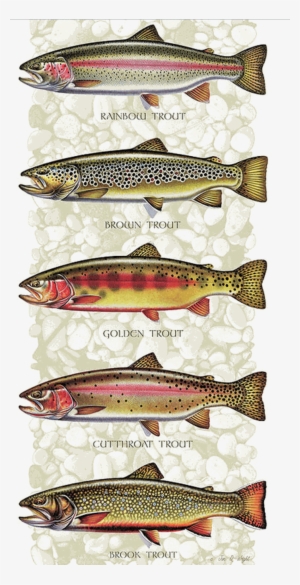 About The Species Habits And Habitat Of Trout - Five Trout Panel PNG ...
