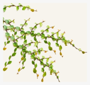 Creeper Plants - Creepers With Flowers Png PNG Image | Transparent PNG ...