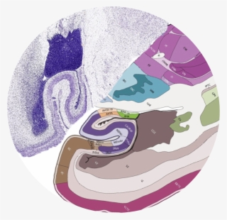 Developing Human Brain - Illustration PNG Image | Transparent PNG Free ...