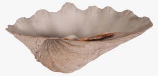 Clam Shell - Shell PNG Image | Transparent PNG Free Download on SeekPNG