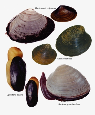 Large Clam Species Of Commercial Interest In The Maritimes PNG Image ...