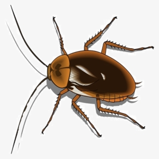 Roaches - Cartoon Image Of Cockroach PNG Image | Transparent PNG Free ...
