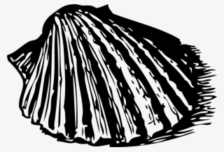 Scallop Shell - Shell Clip Art PNG Image | Transparent PNG Free ...